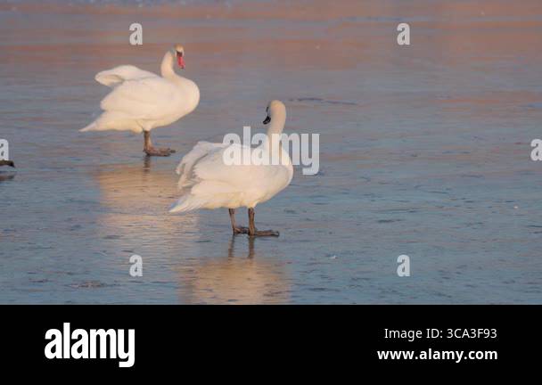 Two white swans stand on a frozen surface, one preening its feathers. A ...