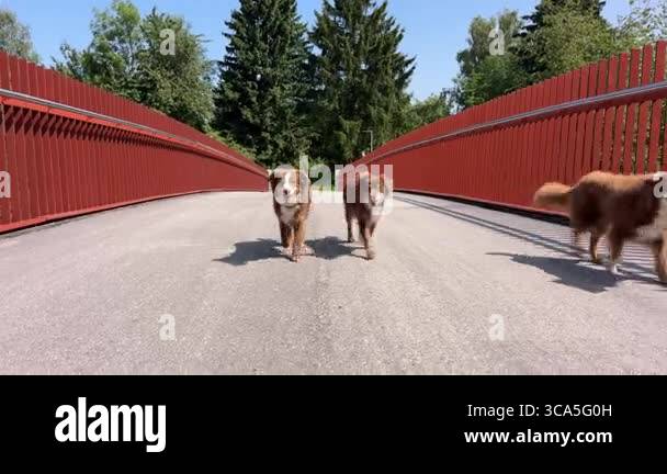 Three dogs are walking across a bridge. The bridge is red and the dogs ...