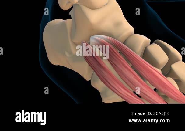 Extensor digitorum brevis muscle anatomy for medical concept 3D ...