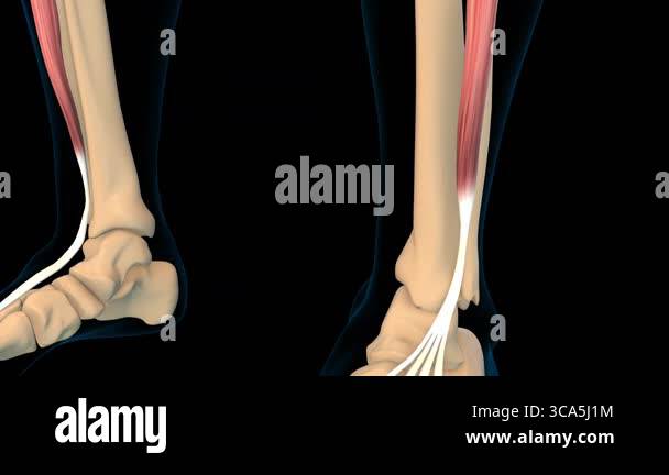 Extensor digitorum longus tendons Stock Videos & Footage - HD and 4K ...