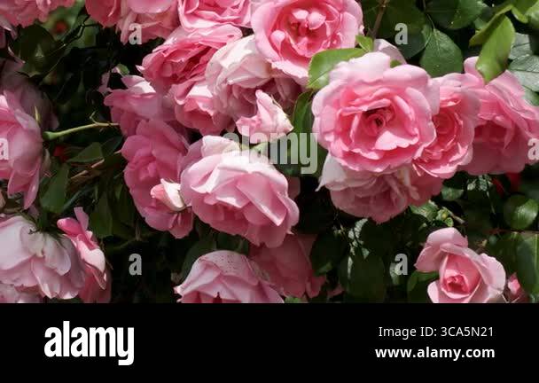 Experience the beauty of lush pink roses thriving in a sunny garden ...