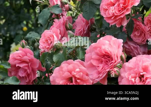 Delicate pink roses flourish in a lush garden, showcasing nature's ...