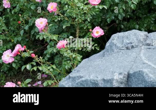 Delicate pink roses flourish next to a rugged rock, celebrating the ...