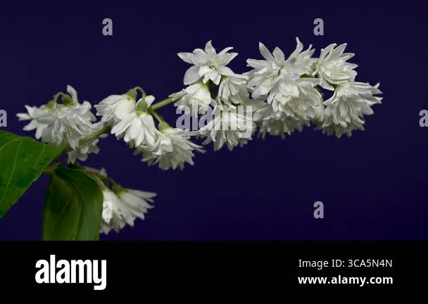 Close-up 4K video of delicate White Deutzia Flowers blooms, against a ...