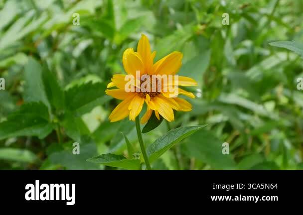 Bright Yellow False Sunflower in Green Foliage Stock Video Footage - Alamy