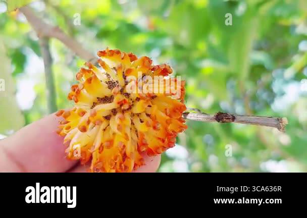 A hand holds the vibrant orange flower of the Paper Mulberry ...