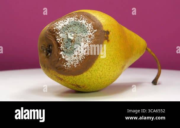 Rotting fruits. Process of spoiling the fruits. Rotten pear covered ...