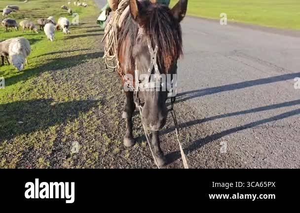 Dark horse with bridle stands patiently by the roadside as sheep graze ...