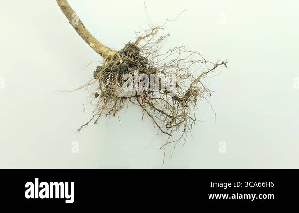 Fibrous roots on white background. Fibrous roots are a root system with ...