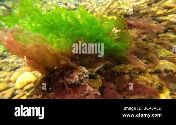 Red algae Porphyra and green algae Cladophora growing in clear water on ...
