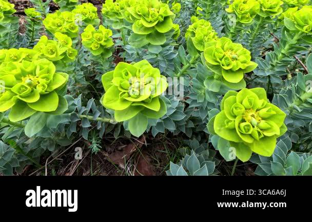 Decorative garden spurge Euphorbia sp. blooms in the garden in spring ...