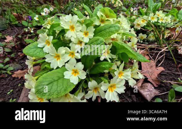 Primula veris, perennial ornamental plant blooming with yellow flowers ...