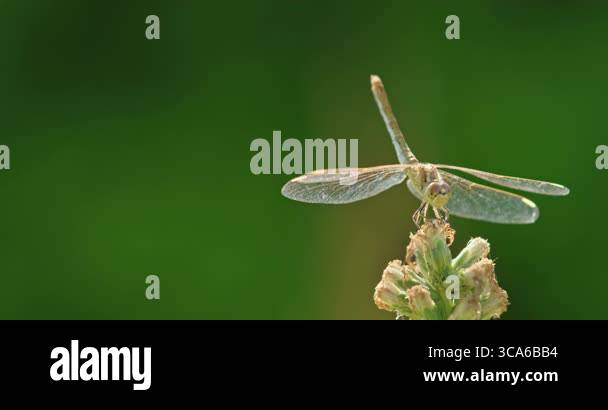 Delicate dragonfly with translucent wings perches on a dried flower bud ...