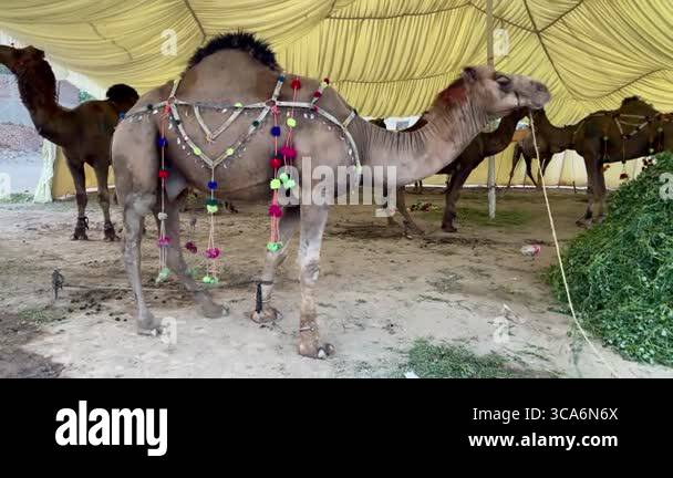 A vibrant camel grazing in a festive farm environment, perfect for ...