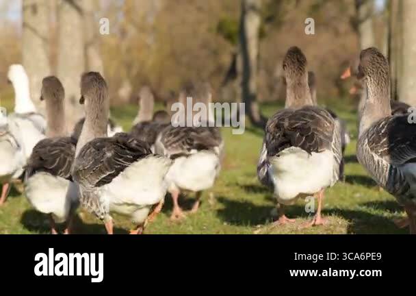 Large gray geese walk away across a grassy meadow, seen from behind ...