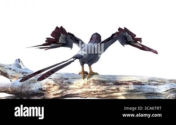 Angry Alexornis Bird - Angry Alexornis Bird Stock Video Footage - Alamy