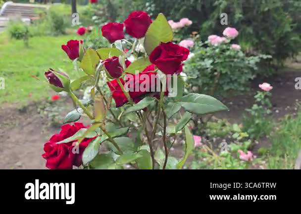 Rose bushes in the city park. Variety of rose varieties and colors ...