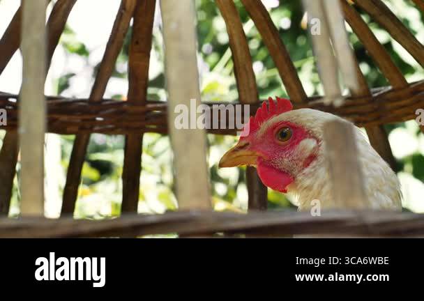 close up view of white chicken in traditional bamboo cage. Simple cage ...