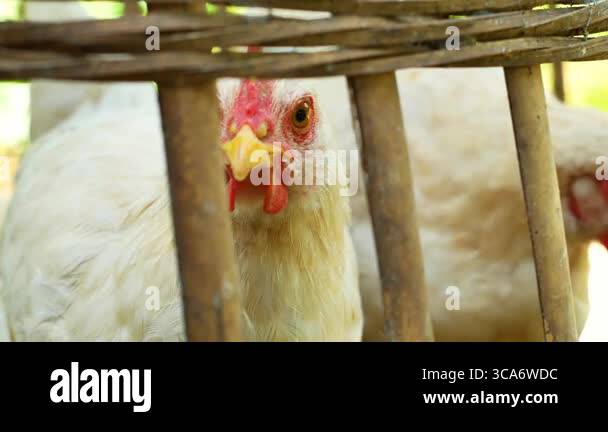 close up view of white chicken in traditional bamboo cage. Simple cage ...