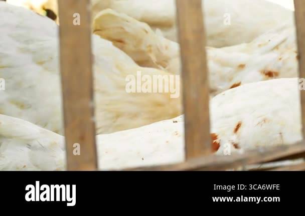 close up view of white chicken in traditional bamboo cage. Simple cage ...