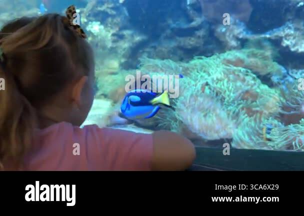 Little girl playing with fish in an aquarium. Blue surgeon fish swims ...