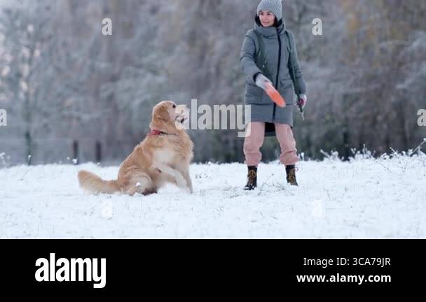 Girl Throwing Ring Toy To Adorable Golden Retriever Dog On A Snow Field ...