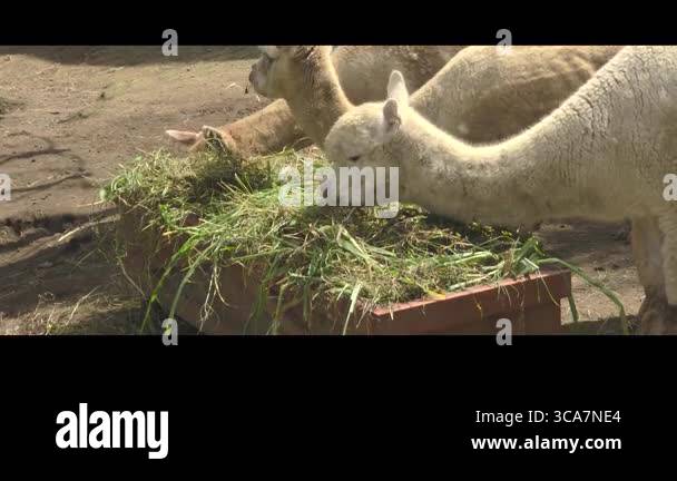 Three alpacas enjoy feeding on fresh cut grass from a trough in an ...