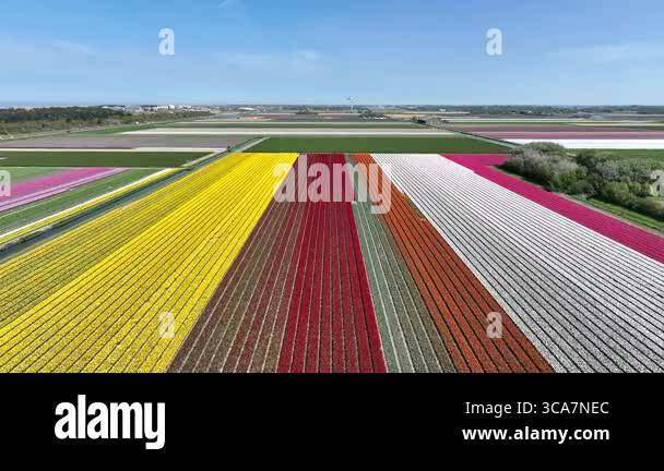 Aerial from a blossoming multi colored tulip field in the countryside ...