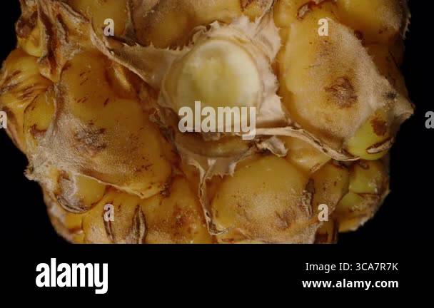 Bottom View of Small Pineapple Rotating and Falling in Macro Zoom with ...