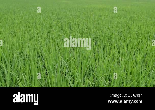The Enchanting Green Rice Fields in 2025's Summer,Lush Green Paddy ...