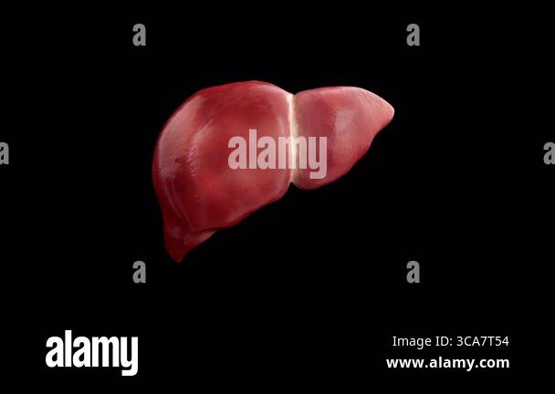 Animation of a healthy liver becoming diseased Stock Video Footage - Alamy