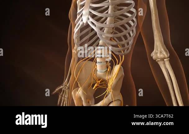 Normal Lumbar Spinal Anatomy Stock Videos And Footage Hd And 4k Video 2516