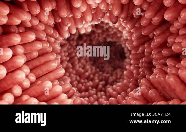 Gut microbiota. Animation of microbes in the small intestine Stock ...