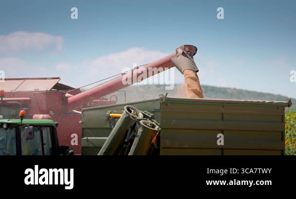 Combine harvester machine working on field, view on process of pouring ...