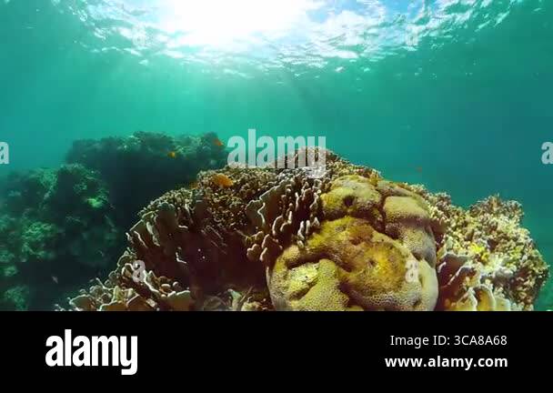 Coral garden with underwater vibrant fish. Tropical fish and coral reef ...