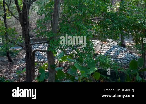 A Peaceful Forest View in India Stock Video Footage - Alamy