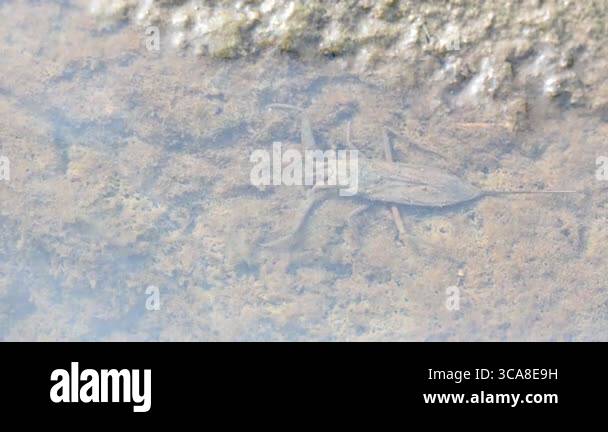 Water scorpions. Nepidaeis a family of aquaticHeteropteraninsectsin the ...