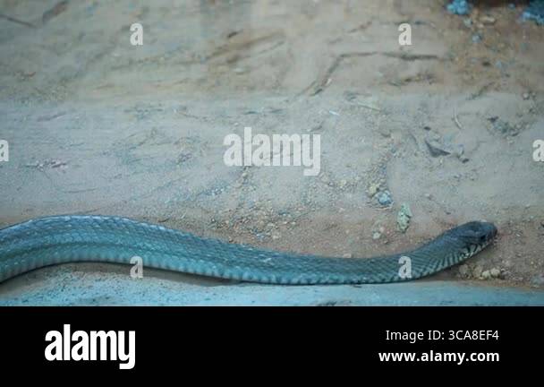 Snake element Stock Videos & Footage - HD and 4K Video Clips - Alamy