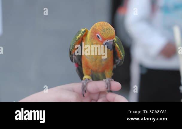 A vibrant bird perches on a persons hand at a bustling outdoor market ...