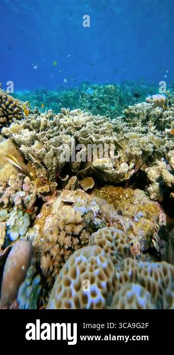 Tropical fish swim above coral reef structures in blue underwater ...