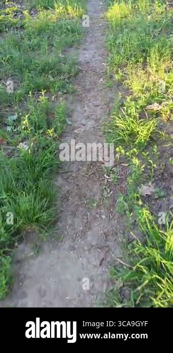 A morning summer walk through the botanical garden, where oaks with ...
