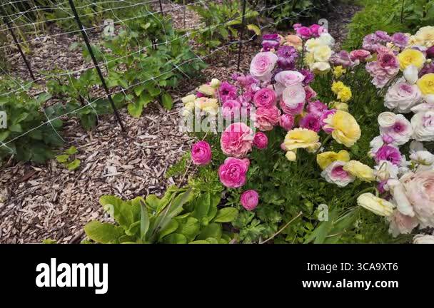 A vibrant and colorful display of blooming spring flowers flourishing ...