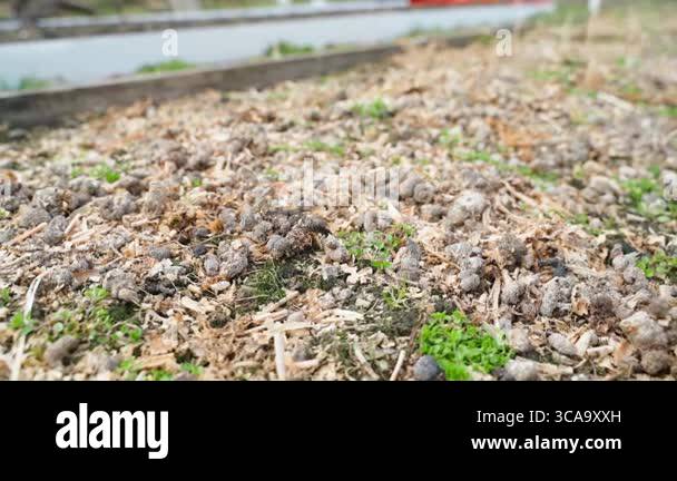 Close-up of a vegetable garden bed sprinkled with chicken poop . High ...