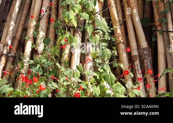 bamboo tree with red flowers Stock Video Footage - Alamy