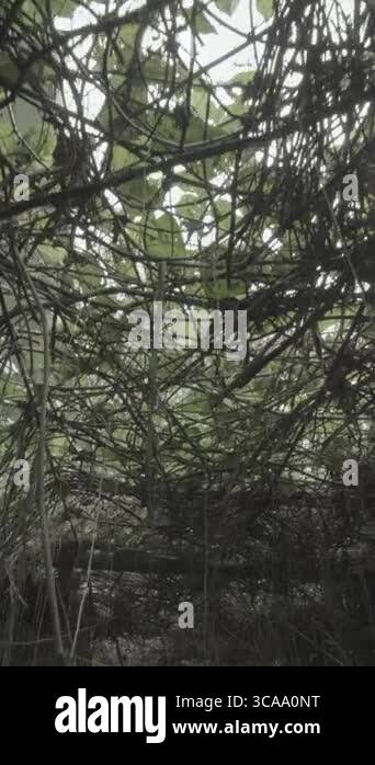 Walking through a mysterious dark and haunted forest. trees hanging ...