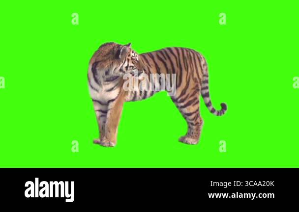 Tiger professional overlay Stock Videos & Footage - HD and 4K Video ...