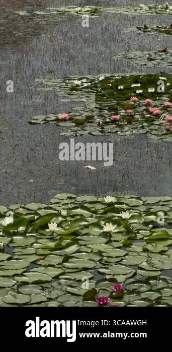 A dead fish floats in polluted water, surrounded by waves and aquatic ...