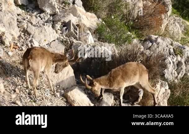 Two male mountain goats, spanish ibex fighting on rocks, andalusia ...