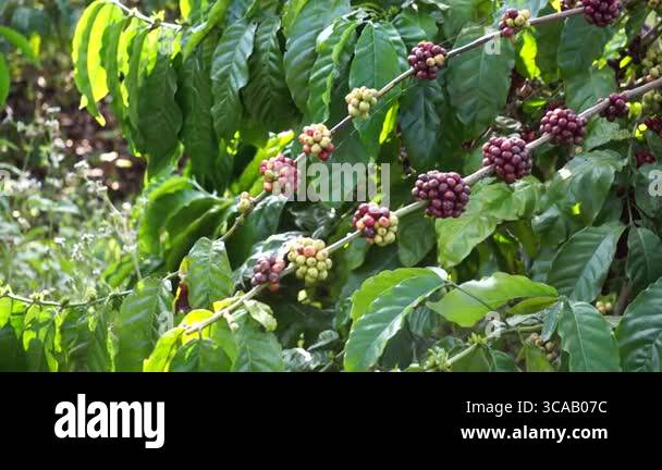 coffee beans on a tree in nature in costa rica Stock Video Footage - Alamy
