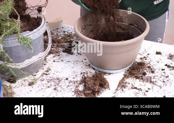 A person transplanting a rosemary plant from one pot to another Stock ...